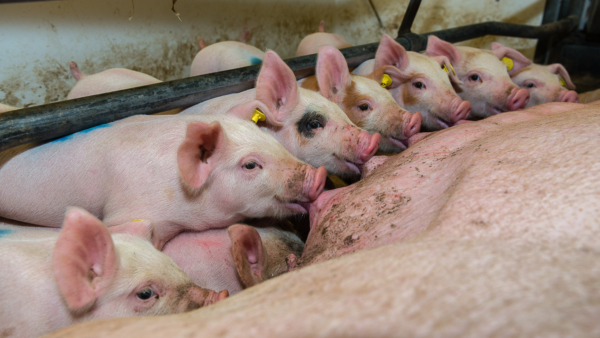 Pig farming