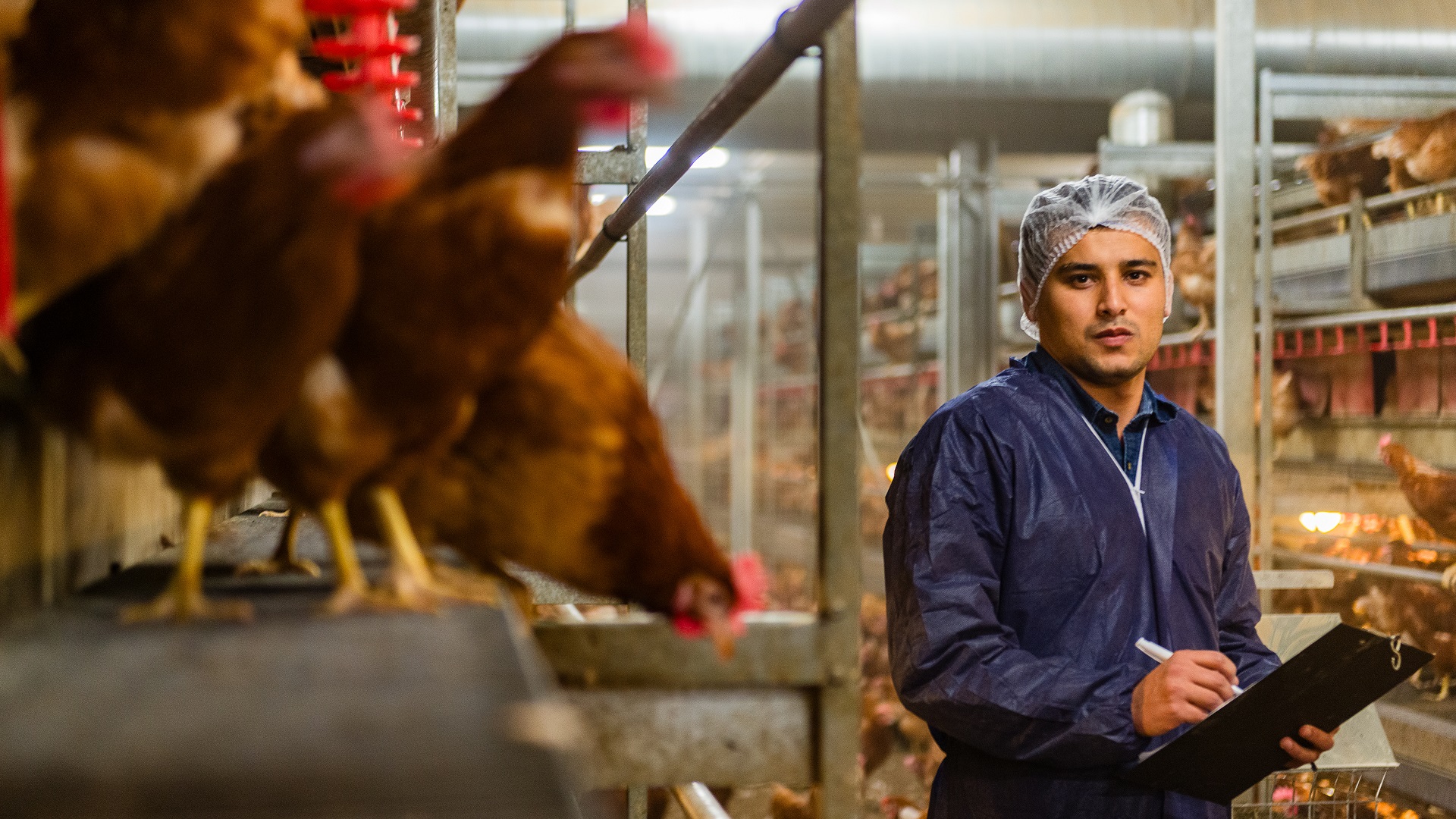 Poultry layer farm optimization